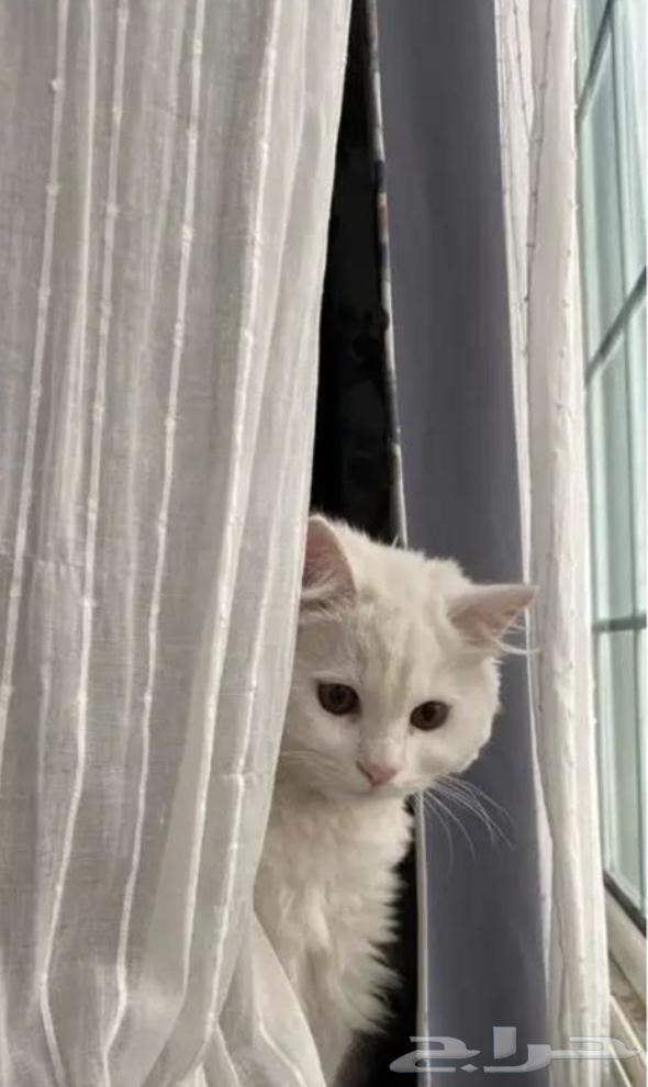 قط ذكر همالايا عمره 10 شهور موقع حراج