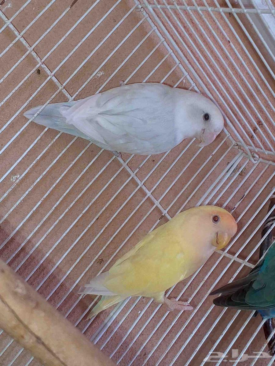 ذكور روز واجواز واستندات | موقع حراج